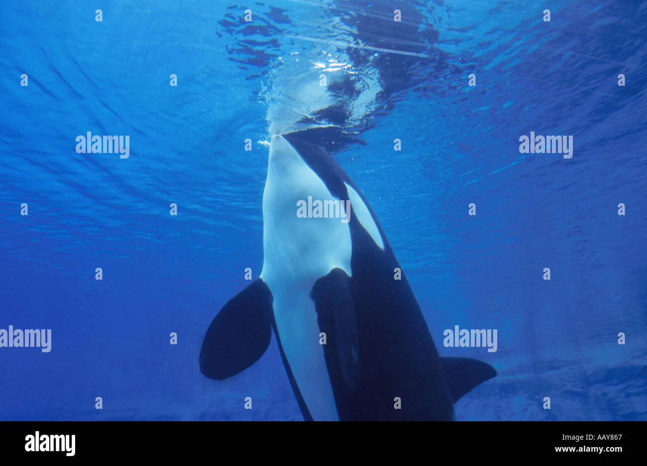 SeaWorld Orlando Killer whale orcinus orca in captivity Stock Photo - Alamy