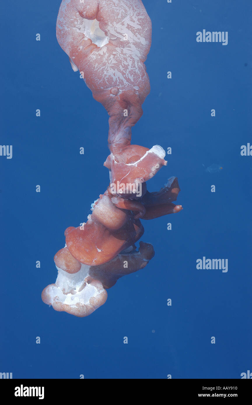 sperm whale s Physeter macrocephalus meal leftover octopus Haliphron ...