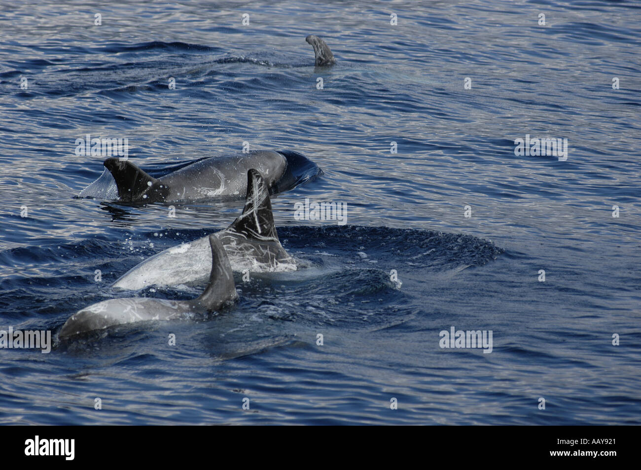 Risso s dolphins Grampus griseus surface to breathe note scars on older ...