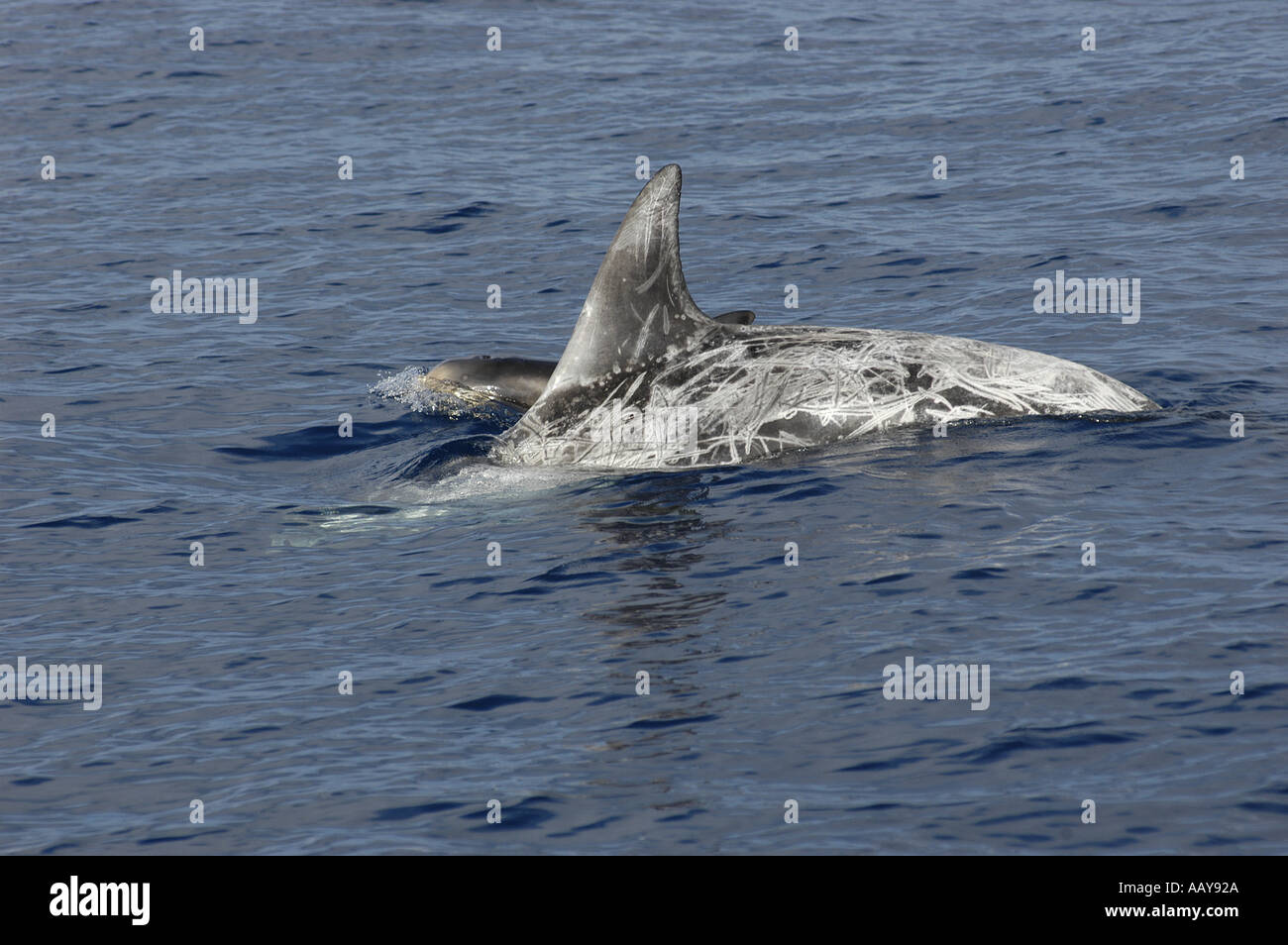 Risso s dolphins Grampus griseus surface to breathe note scars on older ...