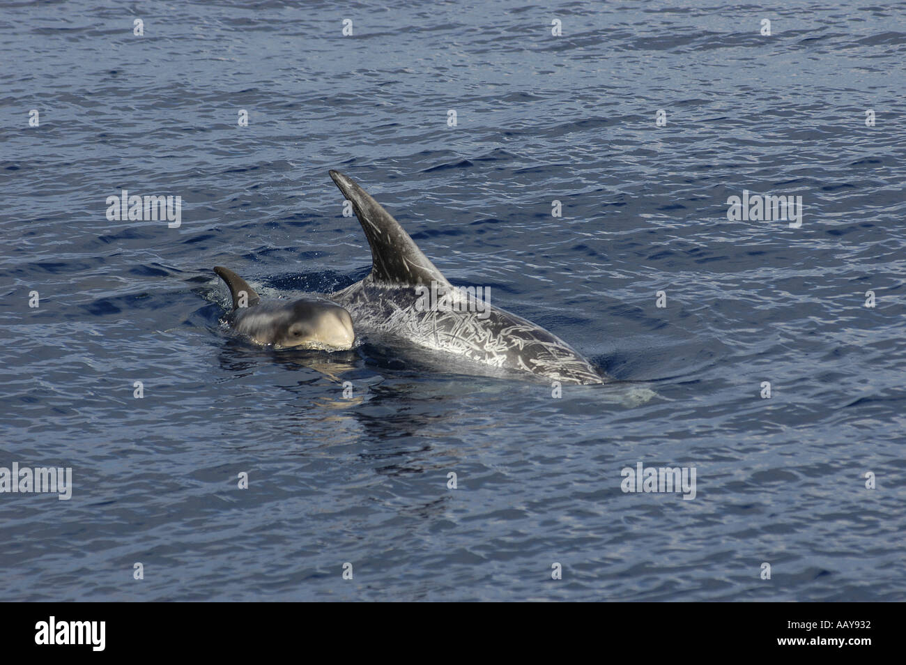 Risso s dolphins Grampus griseus surface to breathe note scars on older ...