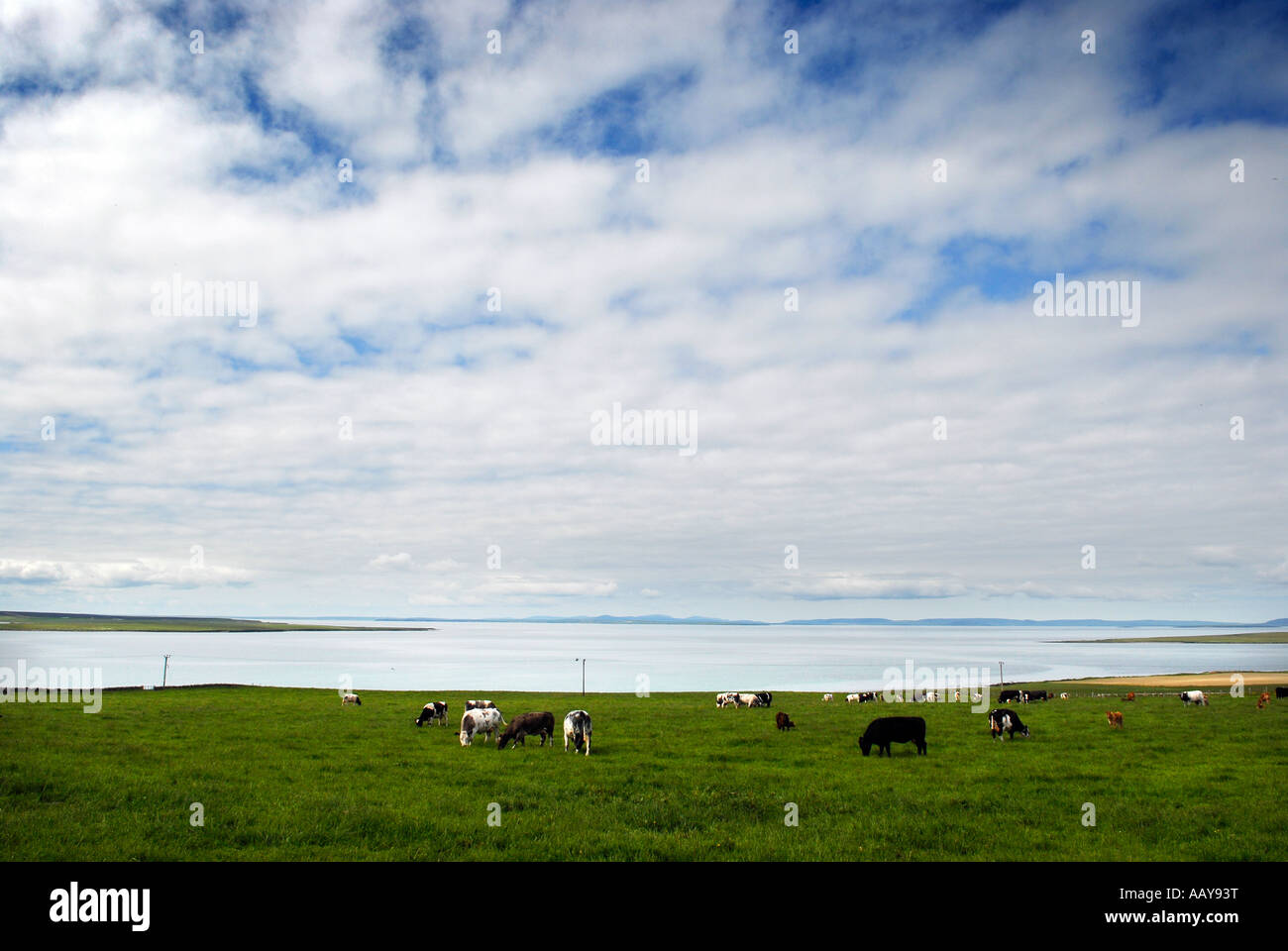 26 06 06 Stronsay Island Orkney Scotland UK Photo Simon Grosset DSC8129 ...