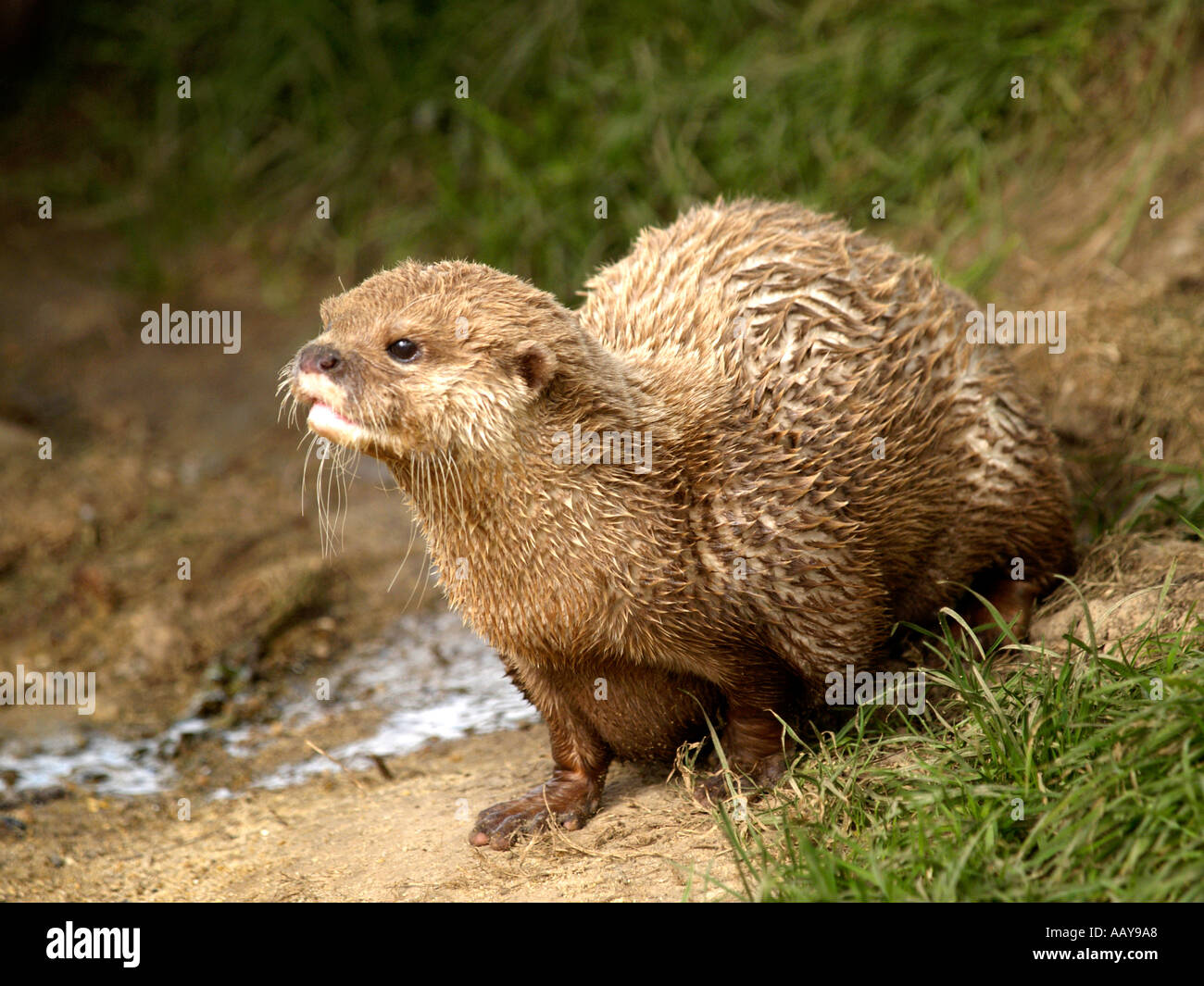 CAPTIVE OTTER,NORFOLK, ENGLAND, UK Stock Photo - Alamy