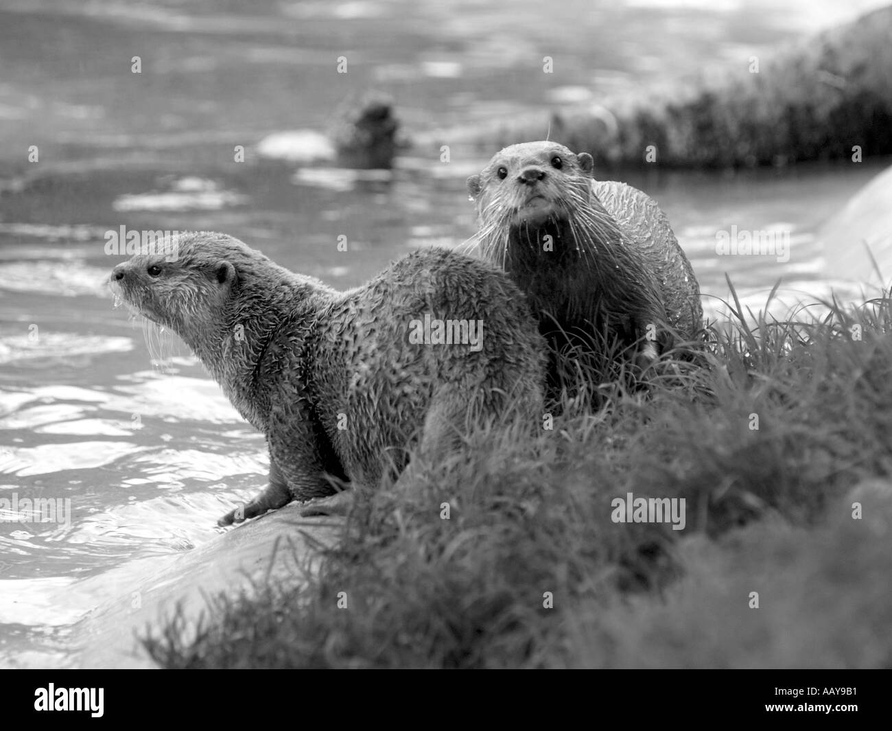 Otter tail Black and White Stock Photos & Images - Alamy
