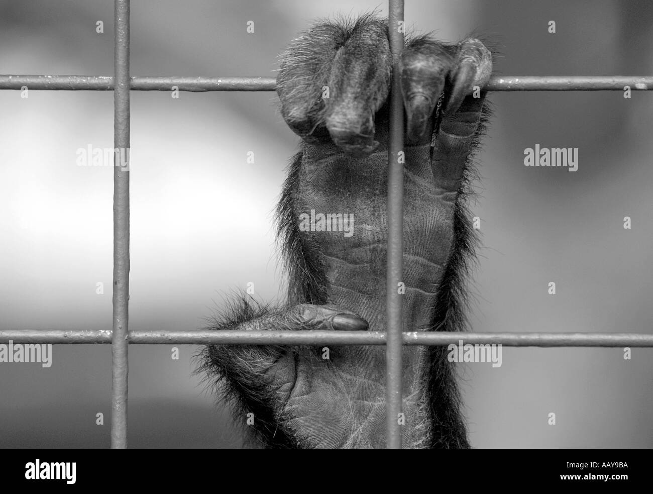 HAND OF A CAPTIVE MONKEY IN CAGE HANGING ON TO WIRE, NORFOLK, ENGLAND ...