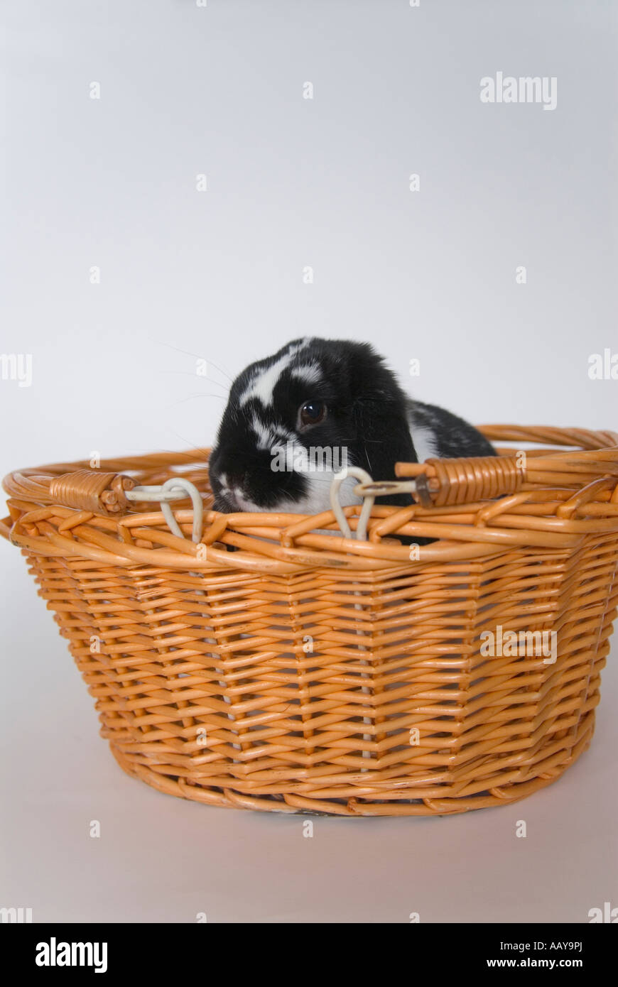 Rabbit in basket Stock Photo - Alamy