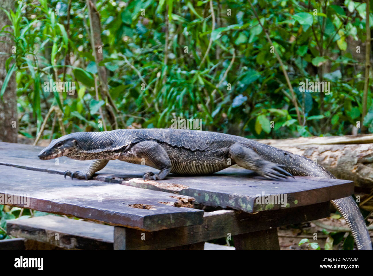 19 04 07 Sabang Palawan Philippines Monitor lizard near entrance to the ...