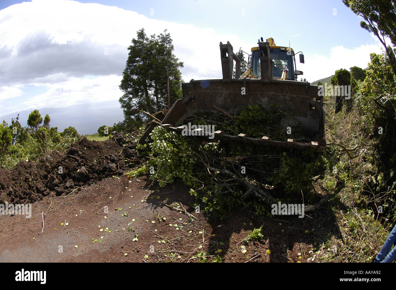 deforestation and human impact on the environment green deep vegeation ...