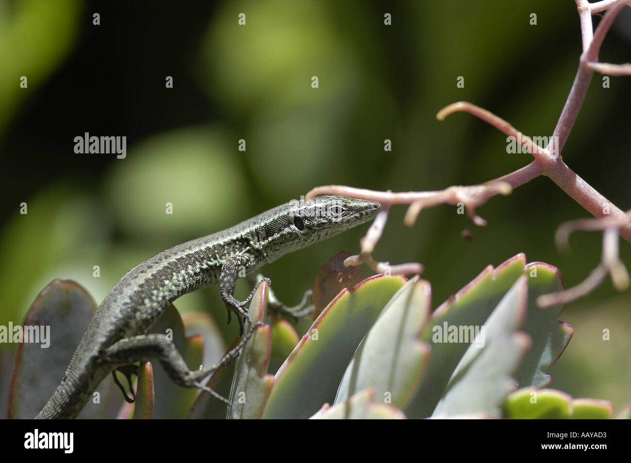 lizard town and port of lajes do pico old whaling community now a ...