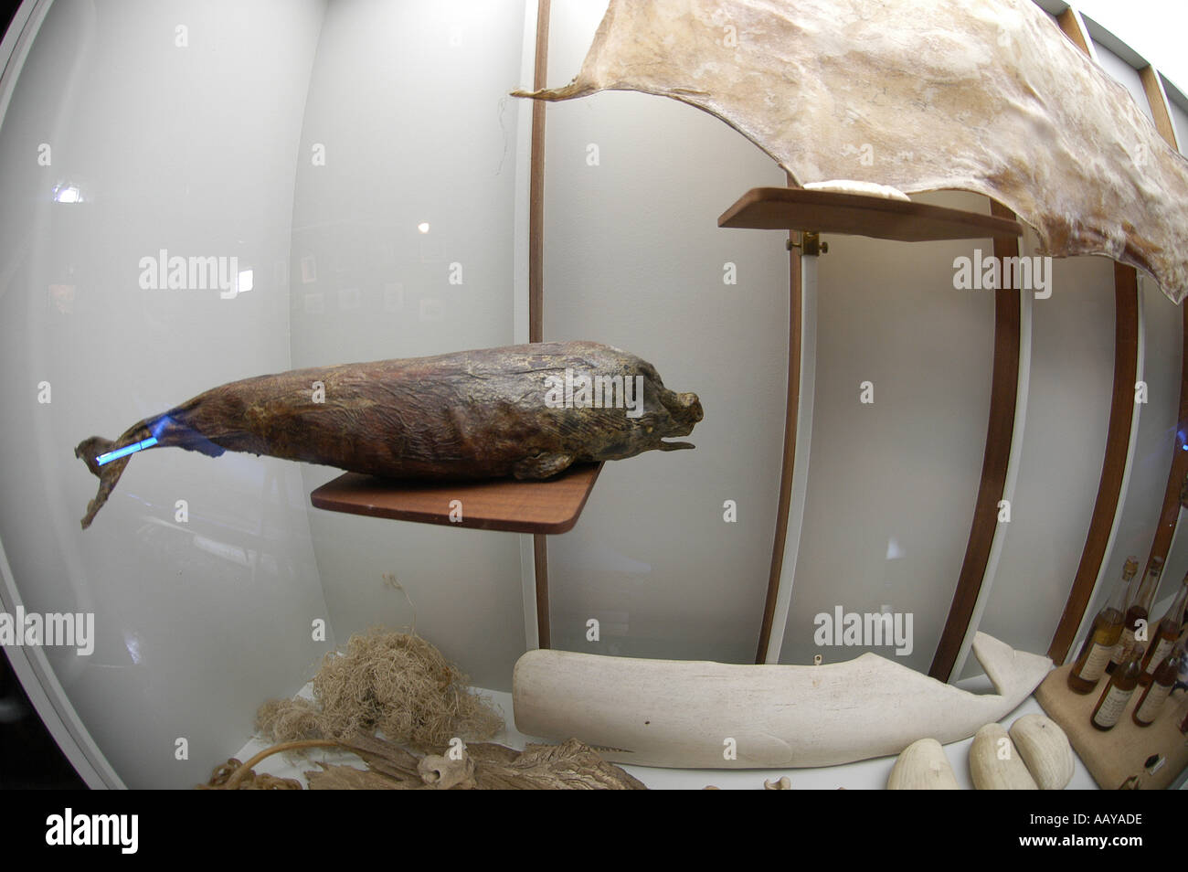 sperm whale fetus old whaling factory now a sperm whale museum with ...