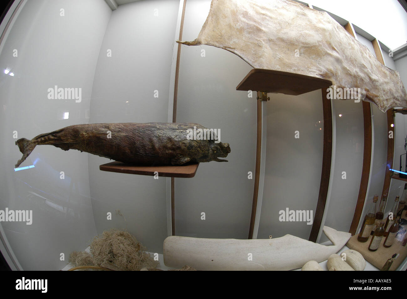 sperm whale fetus old whaling factory now a sperm whale museum with ...