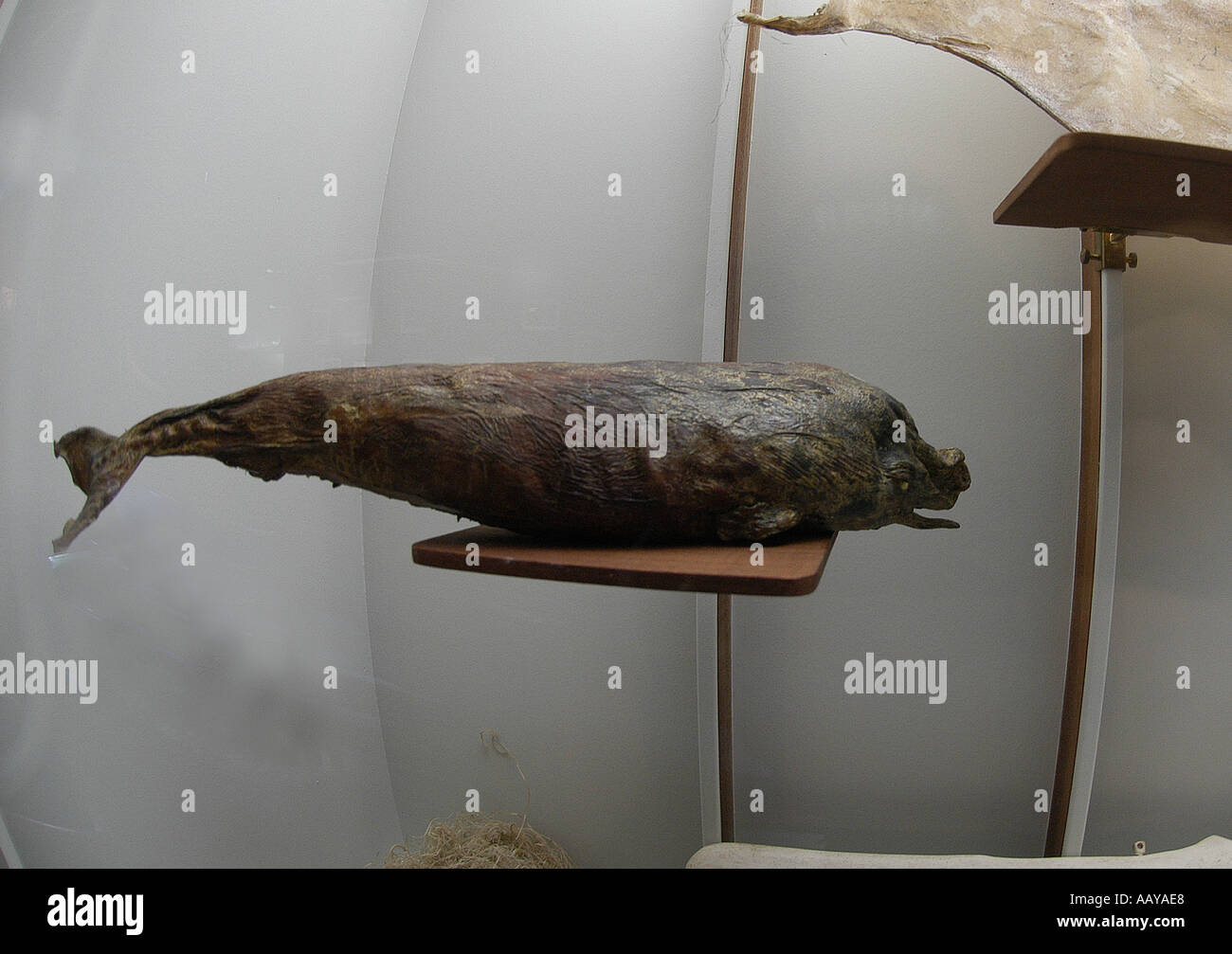 sperm whale fetus old whaling factory now a sperm whale museum with ...