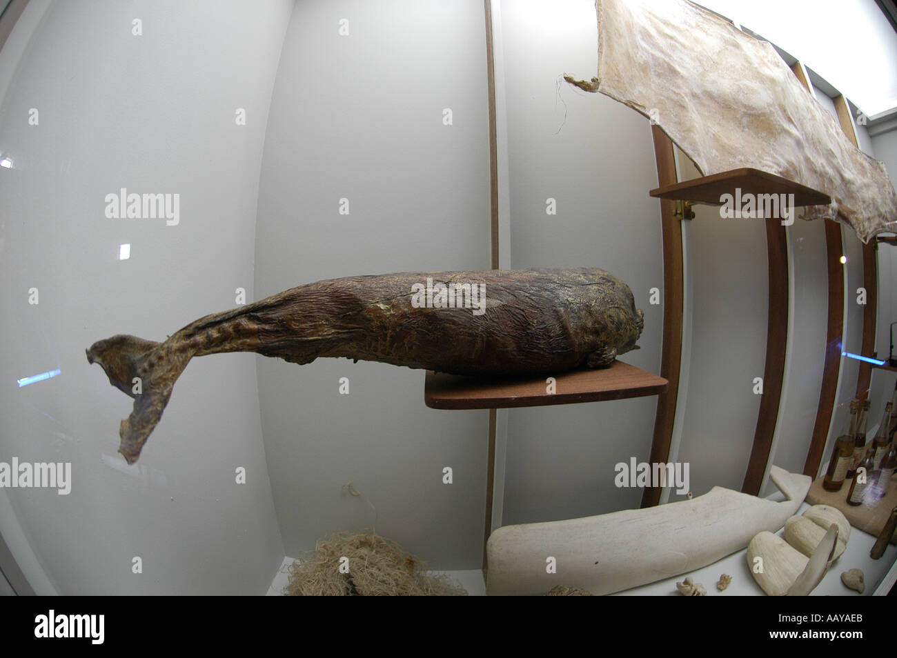 sperm whale fetus old whaling factory now a sperm whale museum with ...