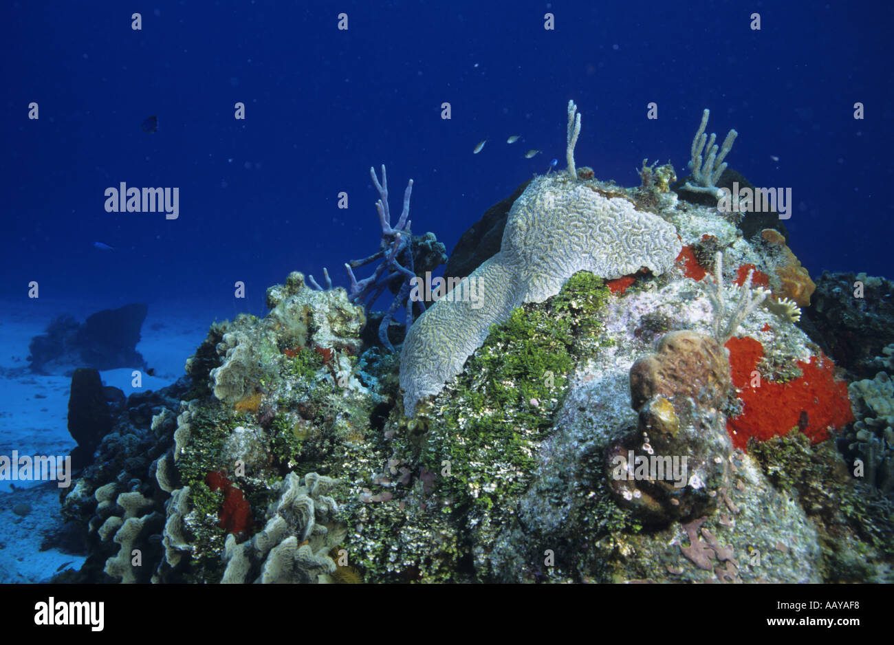 Coral and white sand on ocean floor, Paraiso, Cozumel Island, Mexico ...