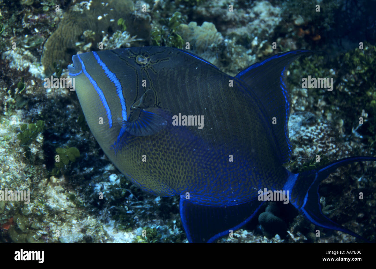 Red tooth triggerfish hi-res stock photography and images - Alamy