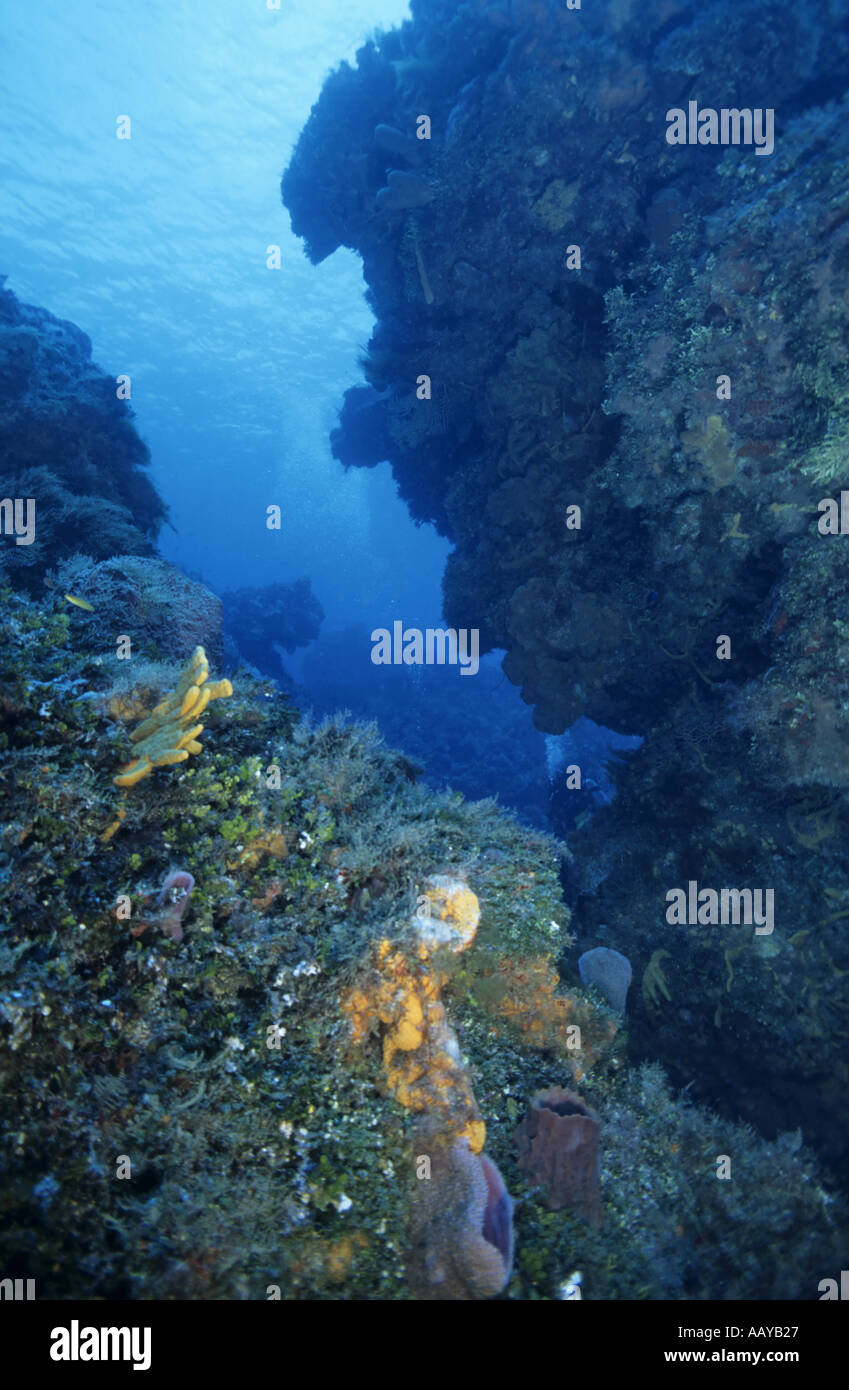 Palancar gardens coral reefs hi-res stock photography and images - Alamy