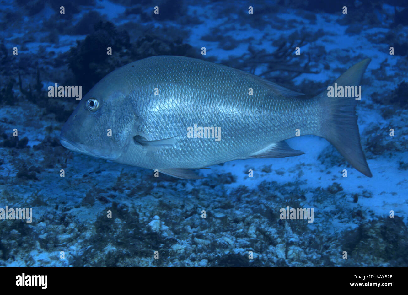 Lethrinus nebulosus hi-res stock photography and images - Alamy