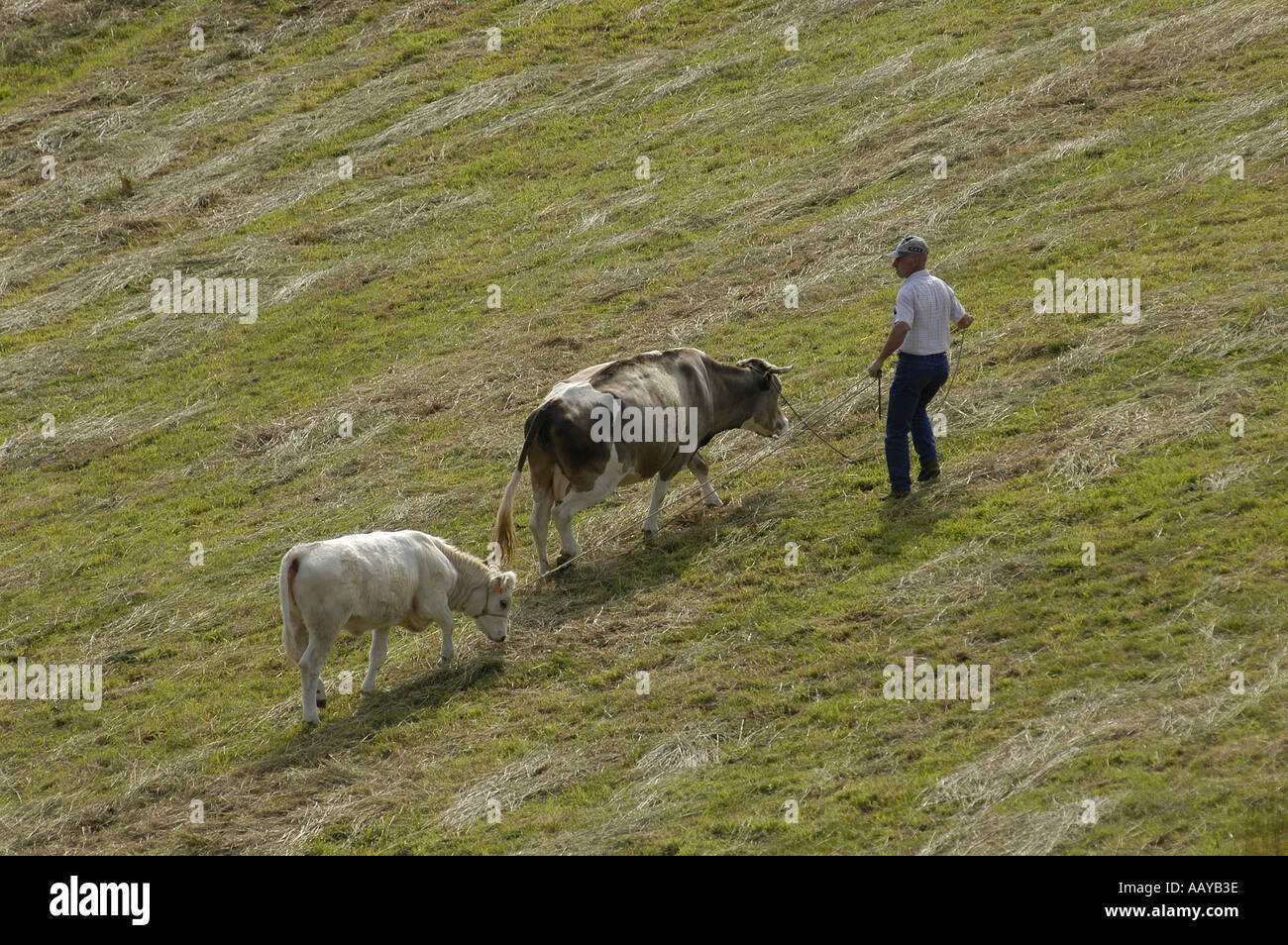 Farmer and cows View point of Monte da Conception where the Lady of ...