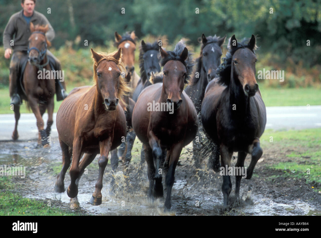 Special horses hi-res stock photography and images - Alamy
