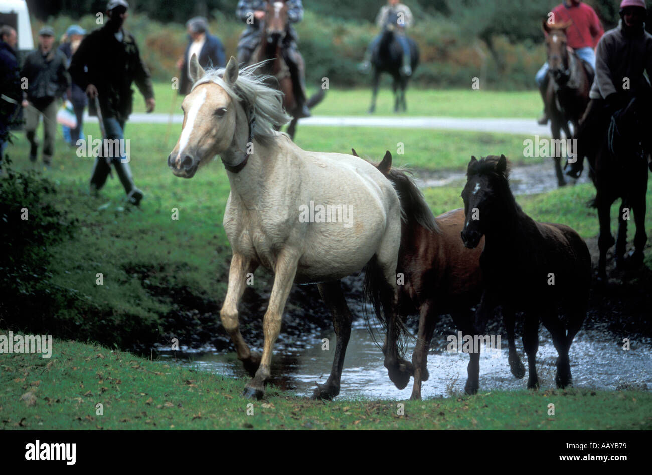 Pony branding hi-res stock photography and images - Alamy
