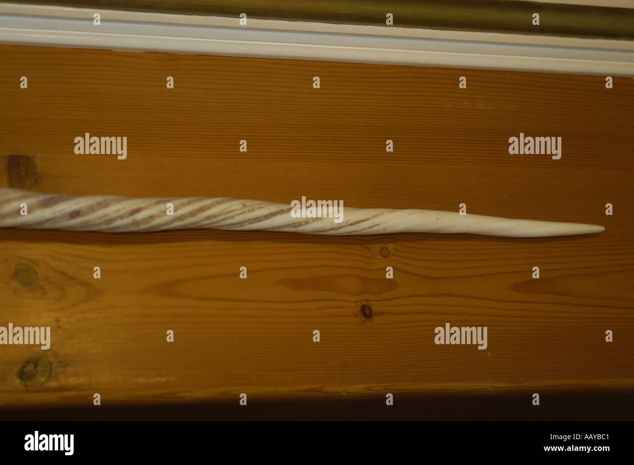 Narwhal tooth Monodon monoceros Arctic Ocean Peter s Cafe Scrimshaw ...