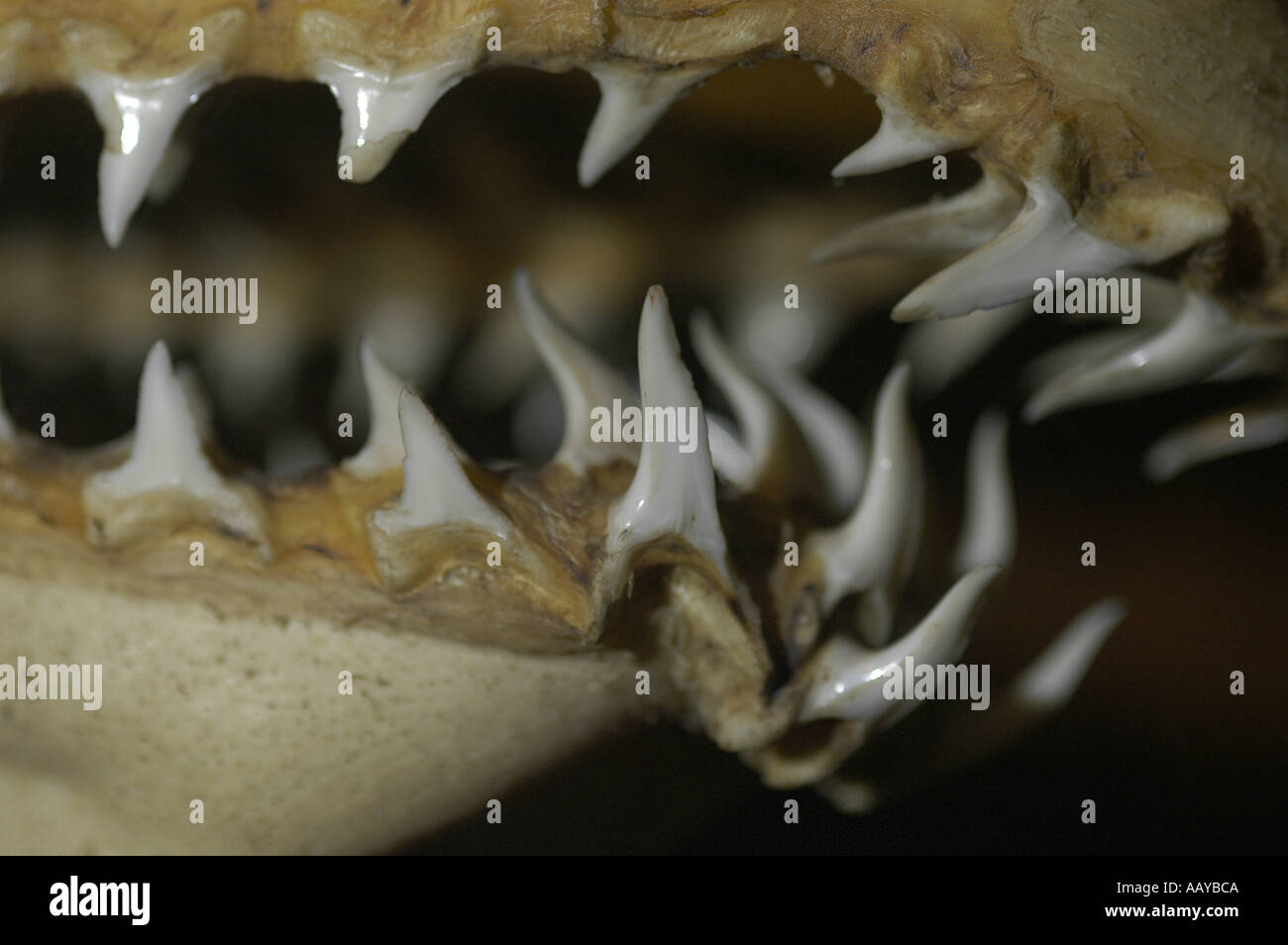 Tiger shark jaw and teeth Galeocerdo cuvier Peter s Cafe Scrimshaw ...