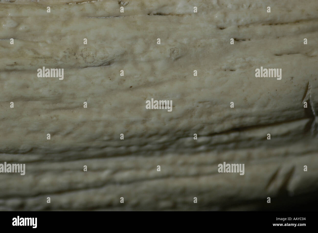 detail of the tooth of sperm whale Physeter macrocephalus Peter s Cafe ...