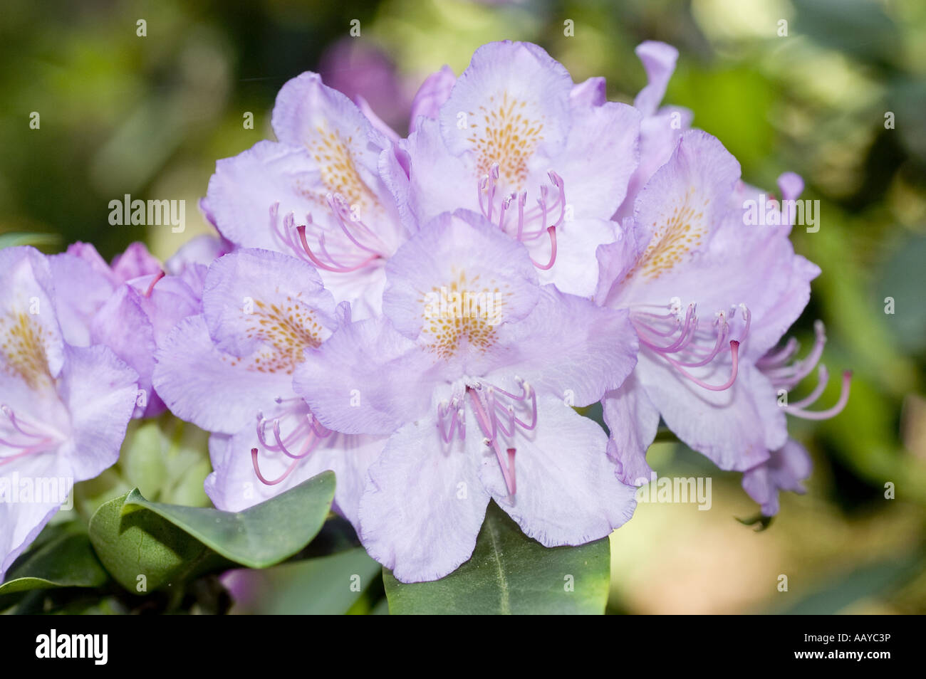 Pink violet Azalea spring flowers close up - Rhododendron Catawbiense ...