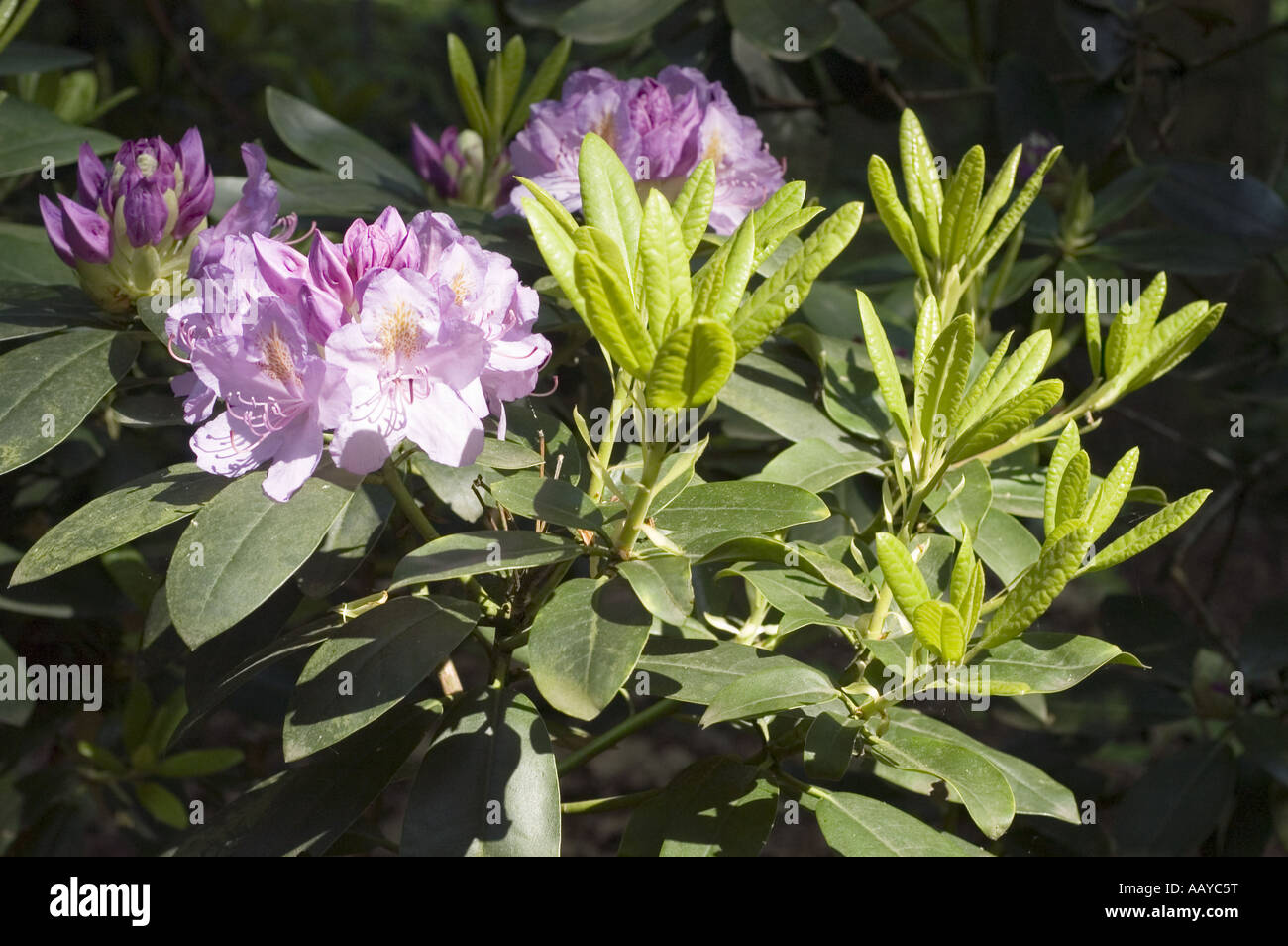 Pink violet Azalea spring flowers close up - Rhododendron Catawbiense ...