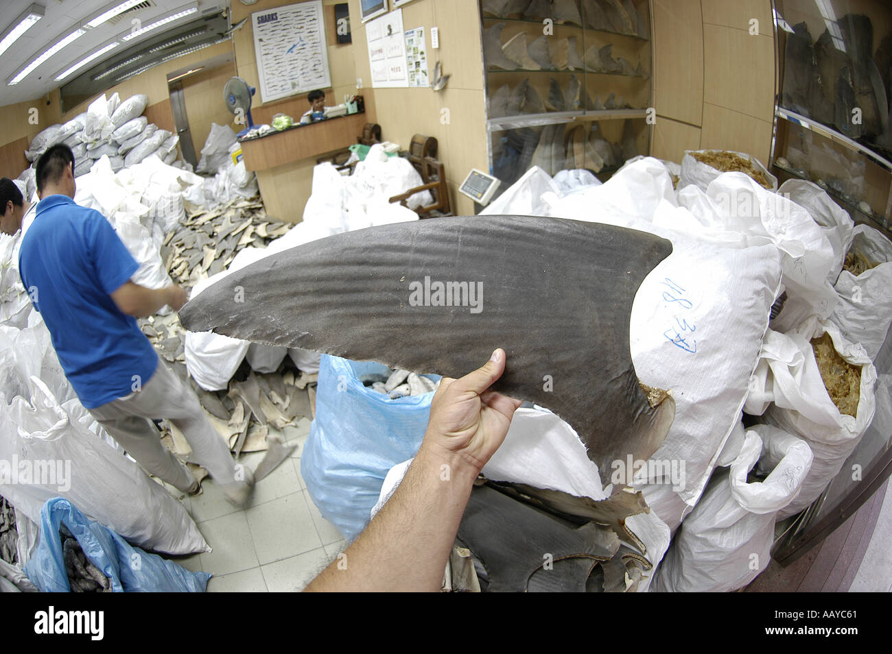 shark fin wholesaler warehouse shark finning is one of the world s most ...