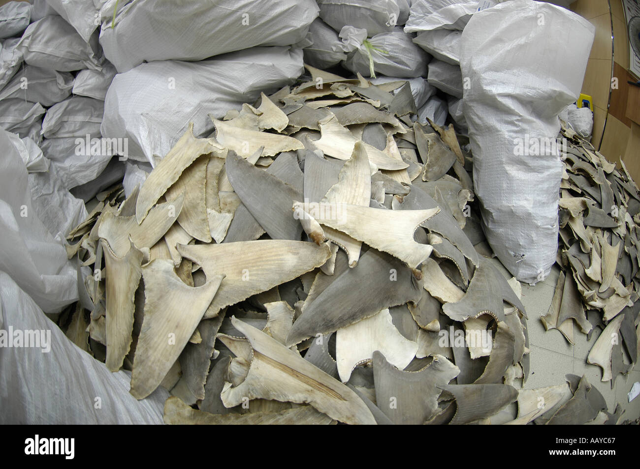 shark fin wholesaler warehouse shark finning is one of the world s most ...