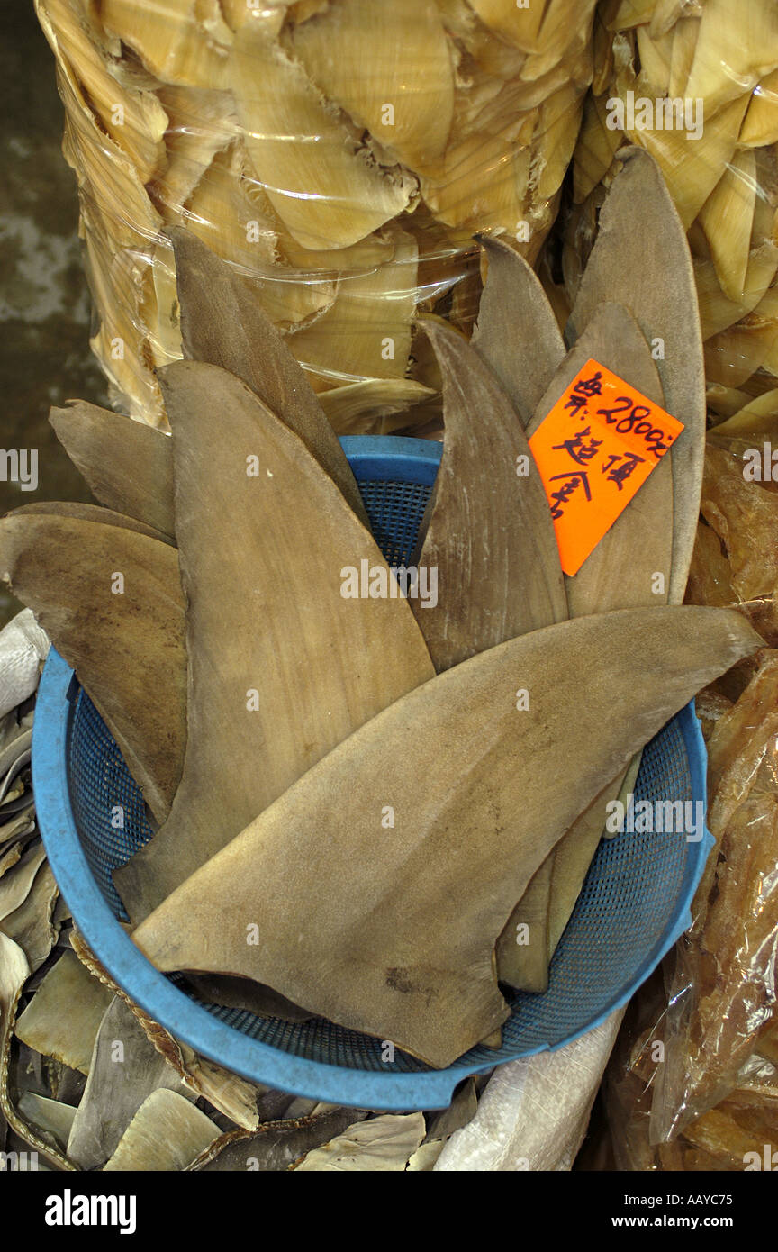 shark finning is one of the world s most destructive fisheries ...