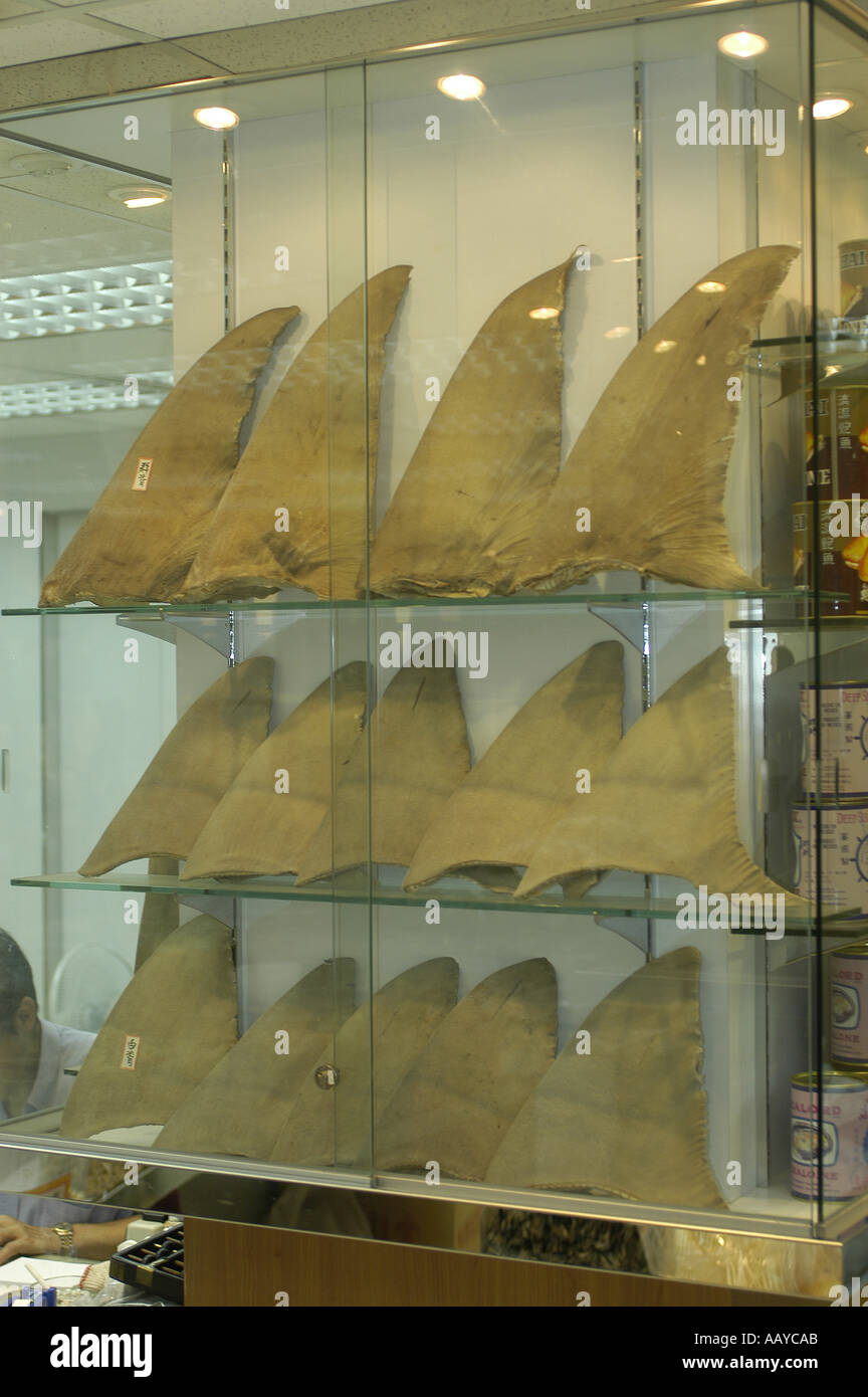 shark finning is one of the world s most destructive fisheries ...