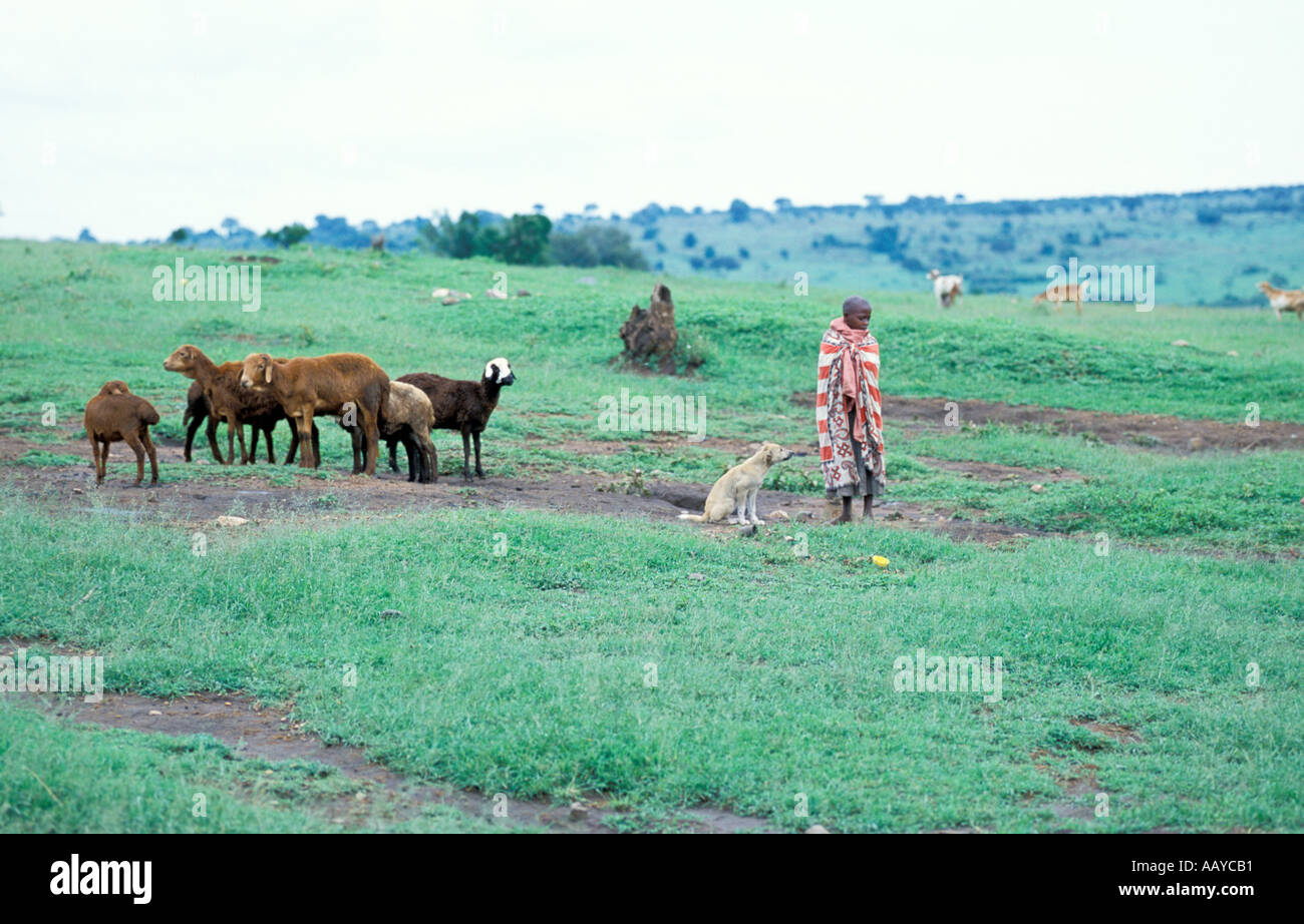 KENYA Masai Mara National Reserve Young Masai girl and her dog herd ...