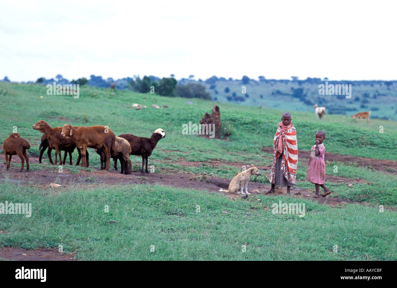 Africa masai sheep hi-res stock photography and images - Alamy