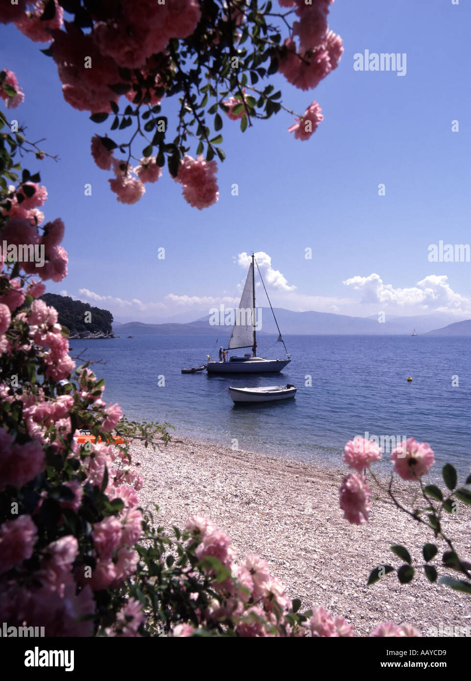 Pink flowers framing view of Agni Bay a cove with pebble beach and ...