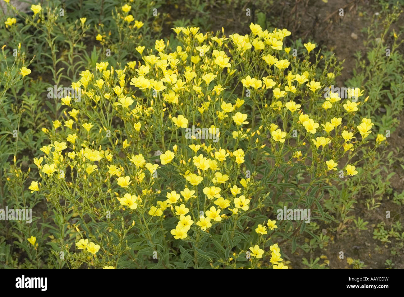 Yellow spring flowers of golden flax - Linum flavum Stock Photo - Alamy