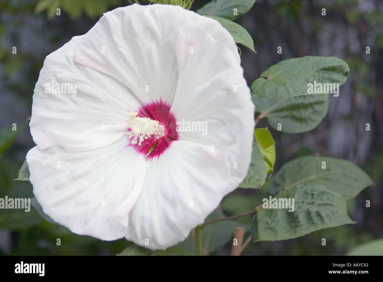 Spray of hibiscus hi-res stock photography and images - Alamy