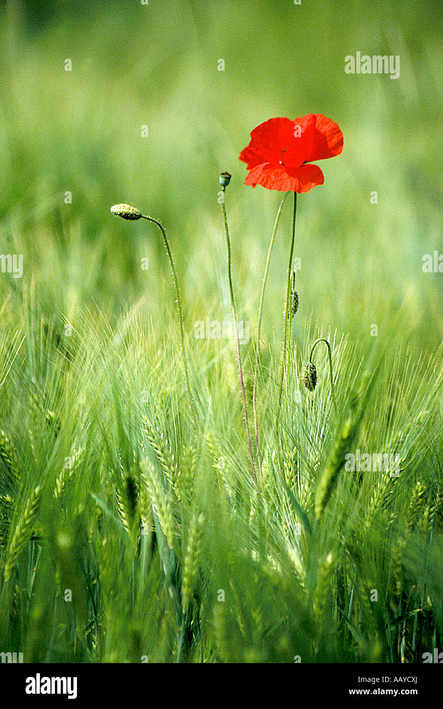 Portrait of a single red poppy in a corn field Stock Photo - Alamy
