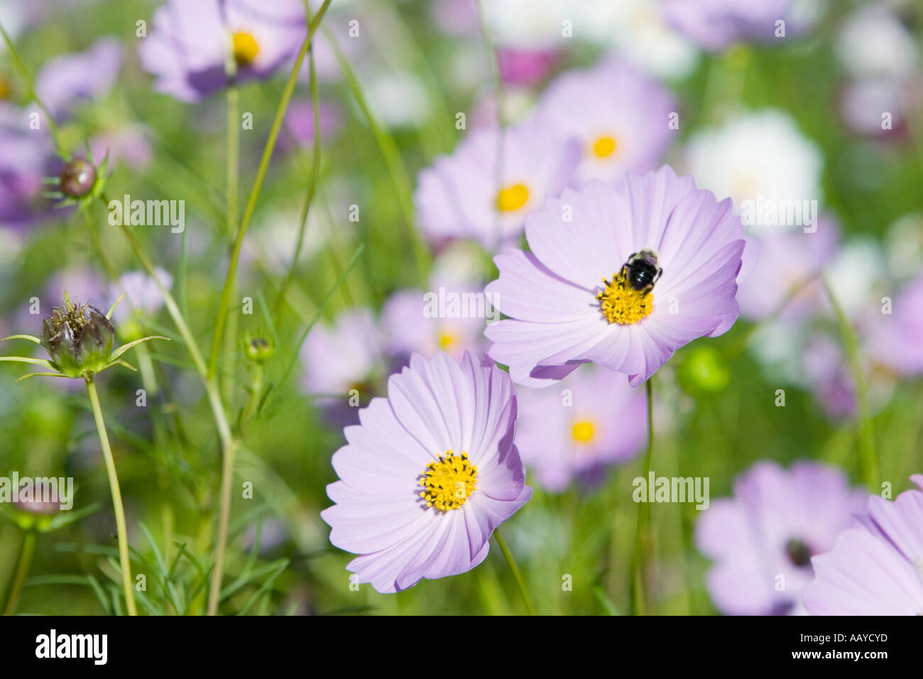 bee and cosmo Stock Photo - Alamy