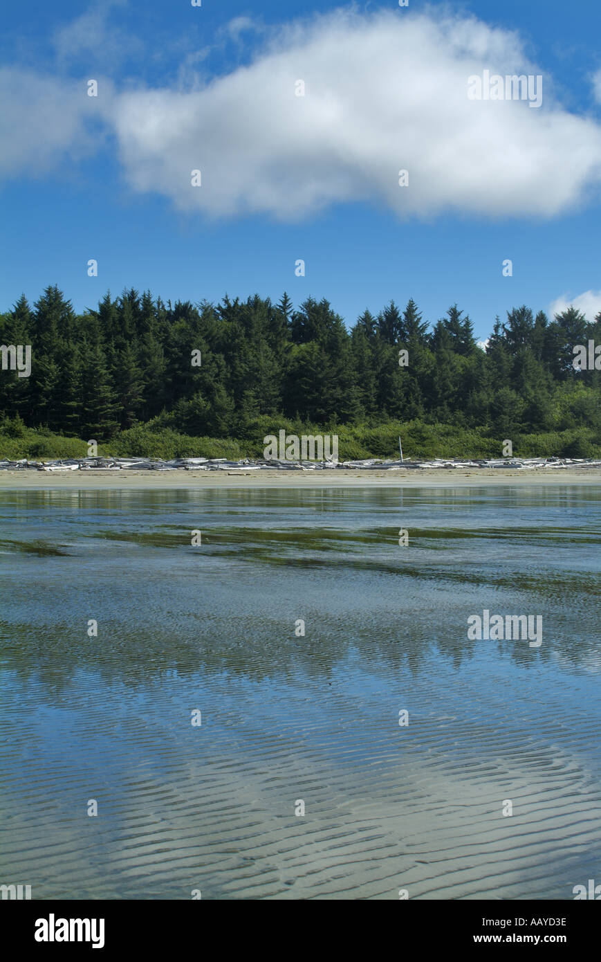 Pacific Ocean meets temperate rainforest Long Beach Pacific Rim ...