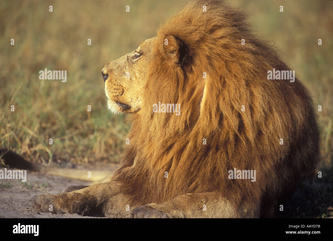 Dominant male lion hi-res stock photography and images - Alamy