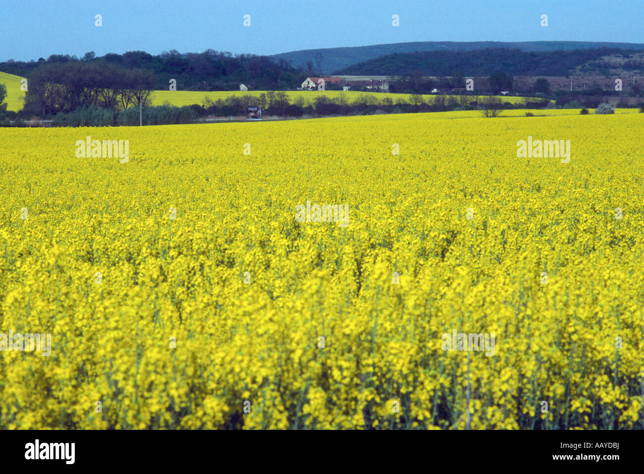 A large field of rape seed with farm buildings and gentle hills in the ...