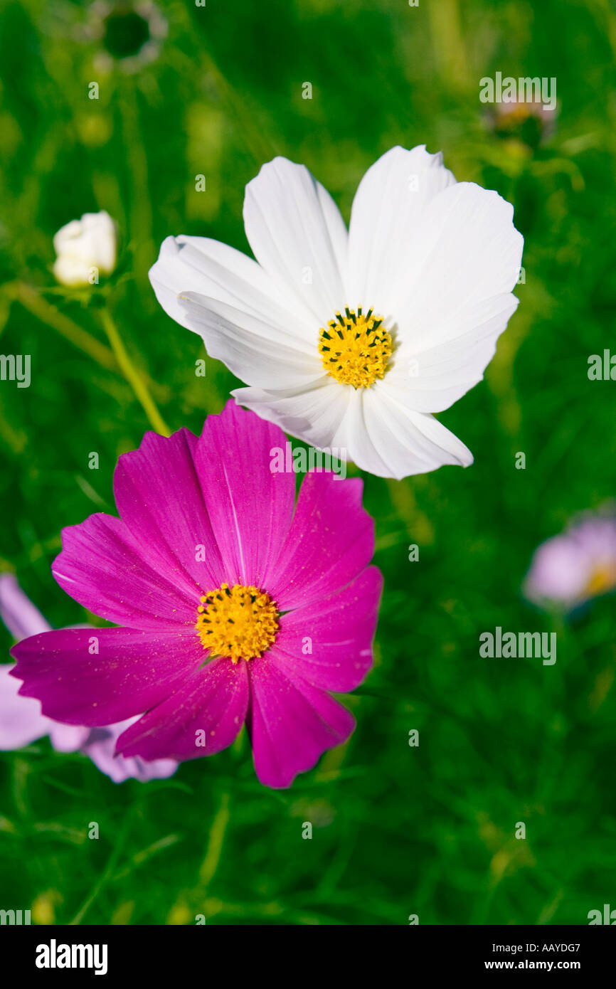 Purple cosmo flower hi-res stock photography and images - Alamy