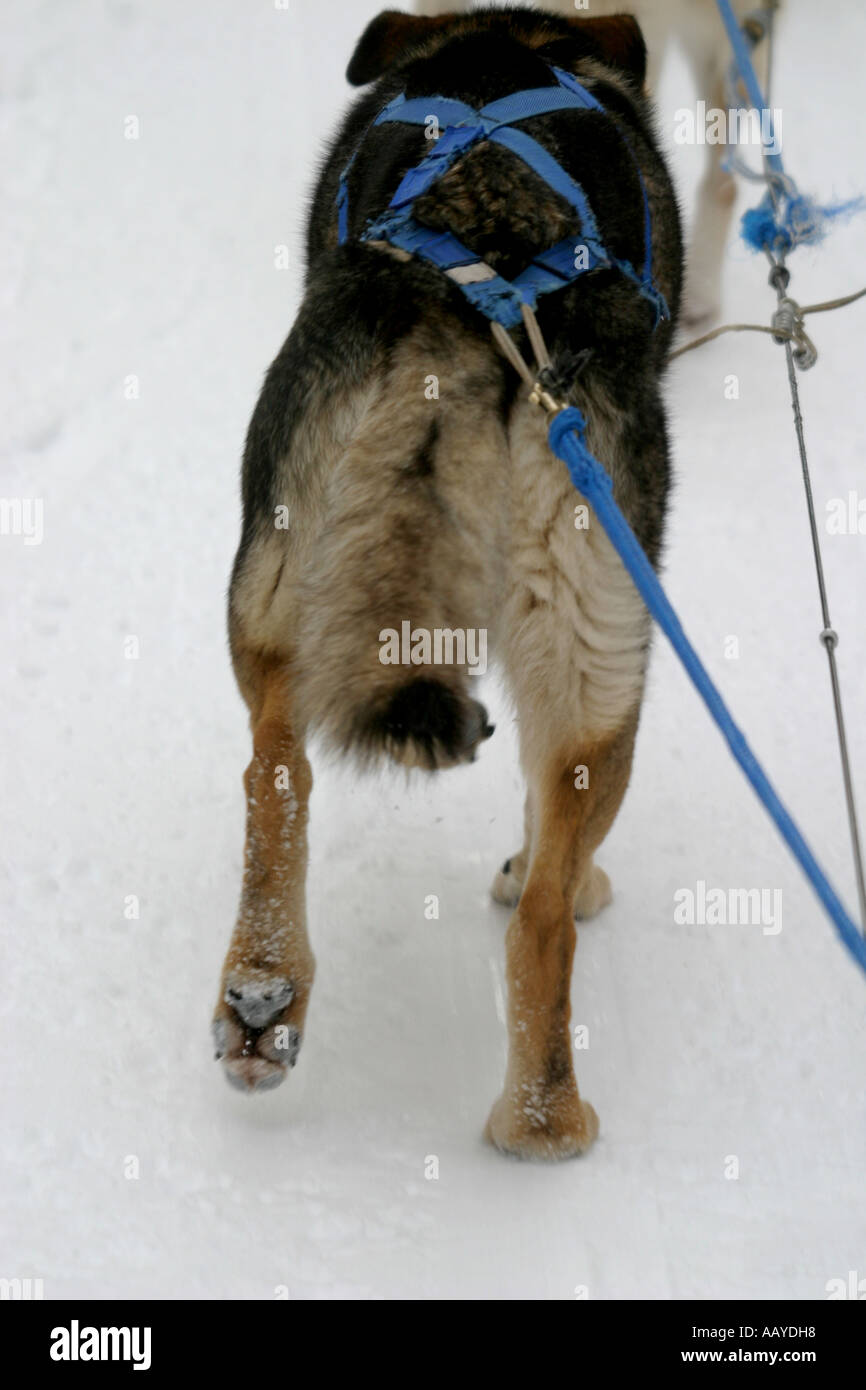 Sled dog sled sleigh skids hi-res stock photography and images - Alamy
