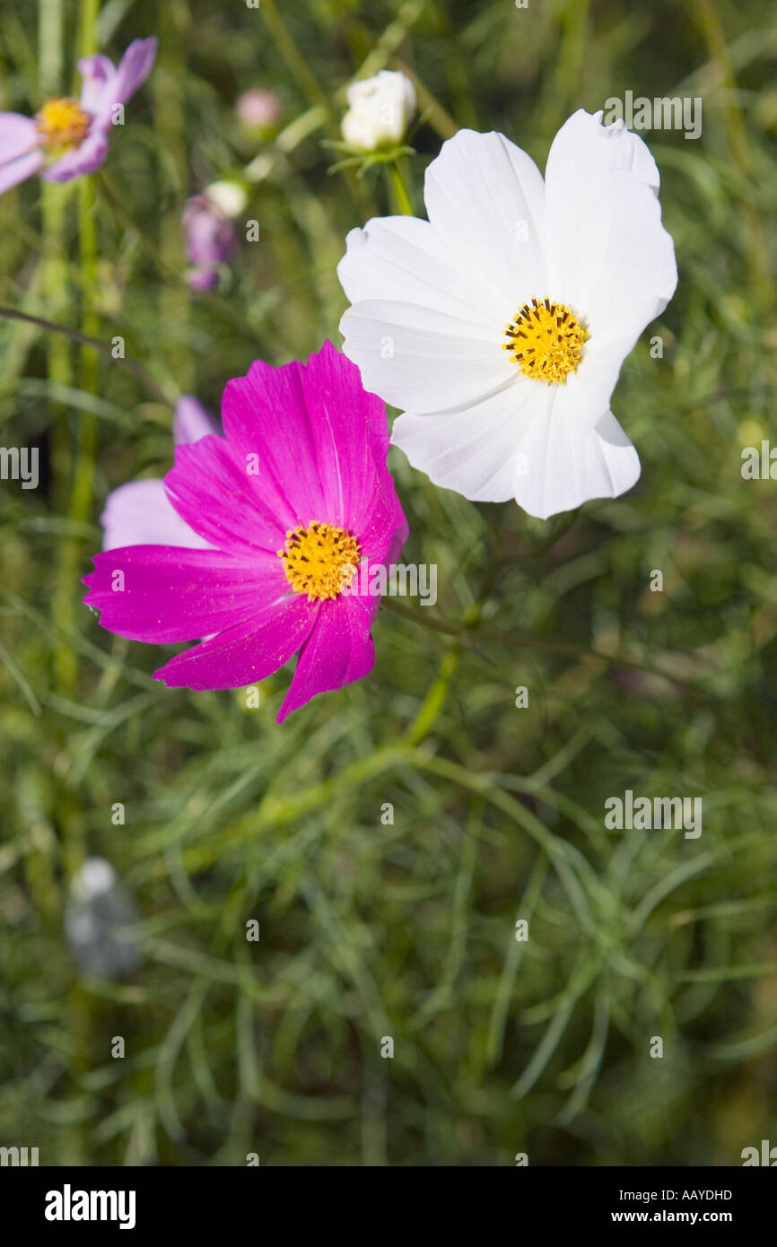 Purple cosmo flower hi-res stock photography and images - Alamy