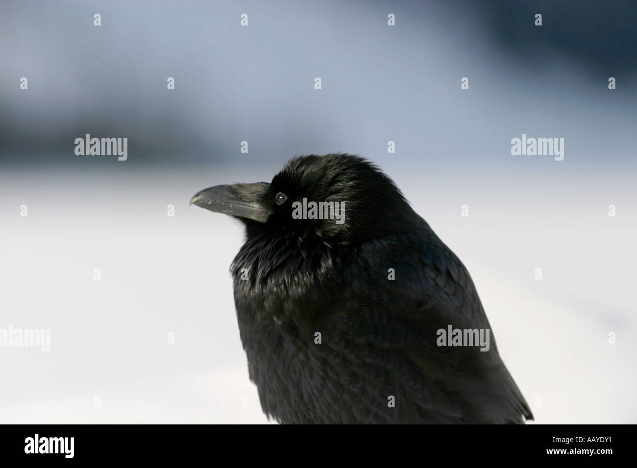 Birds of North America, Common Raven, corvus corax Stock Photo - Alamy