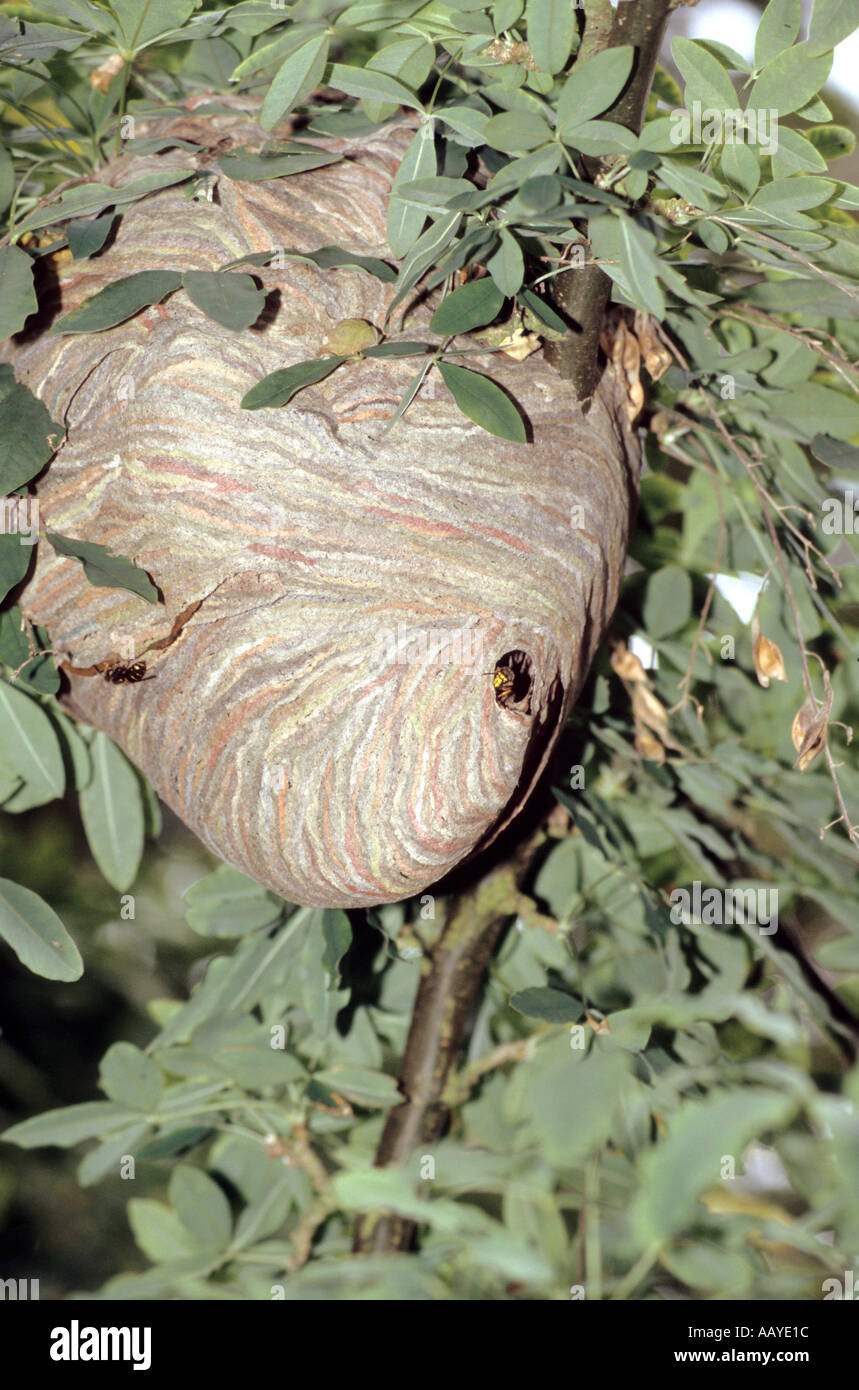 Wasp's nest in tree Stock Photo - Alamy