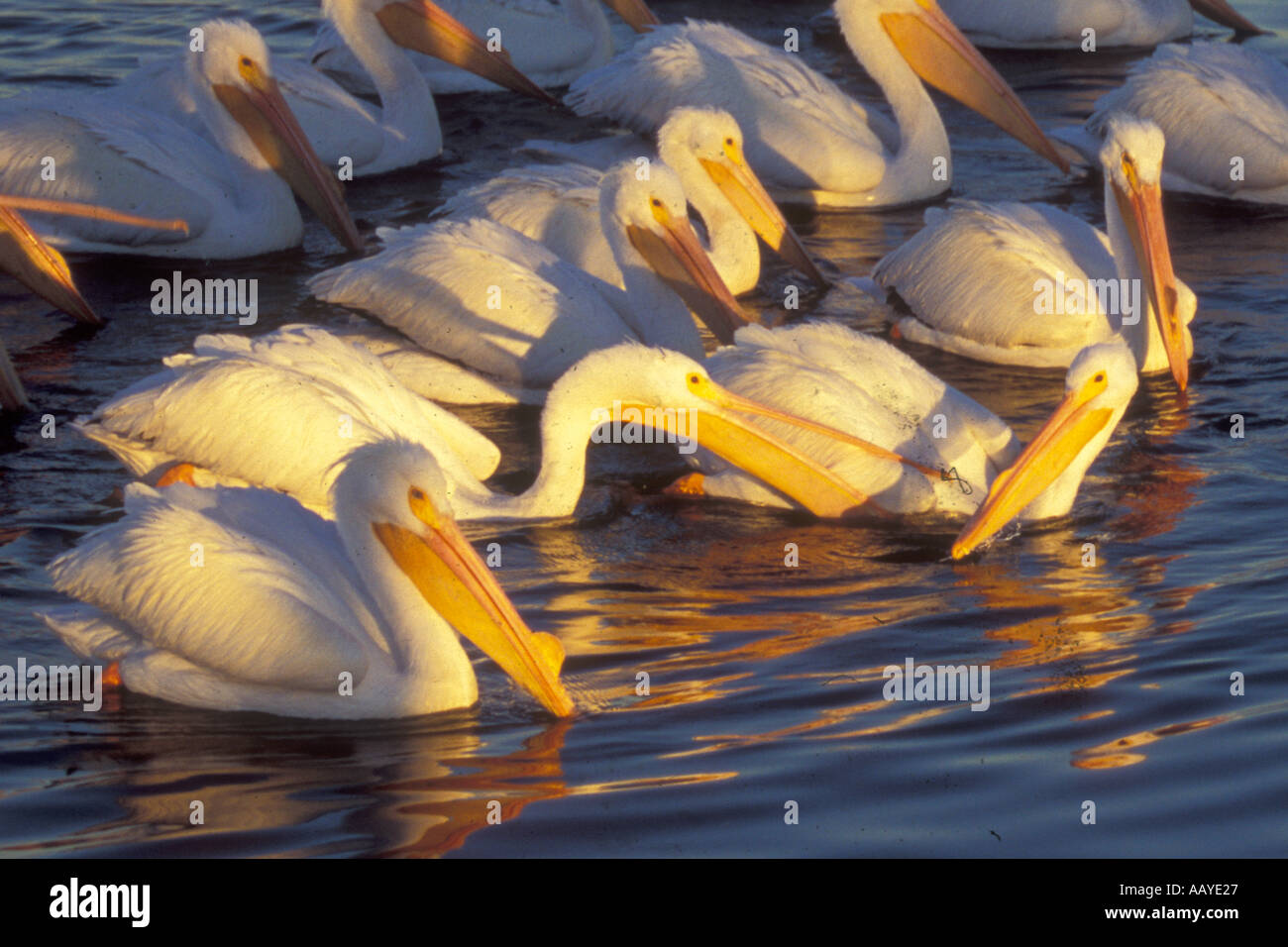 American White Pelican biting another Pelecanus erythrorhynchos Bolsa ...