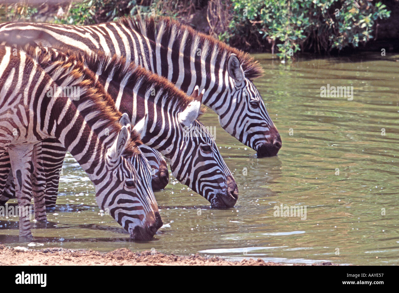 Zebras drinking Hippotigris quagga Serengeti National Park Tanzania ...